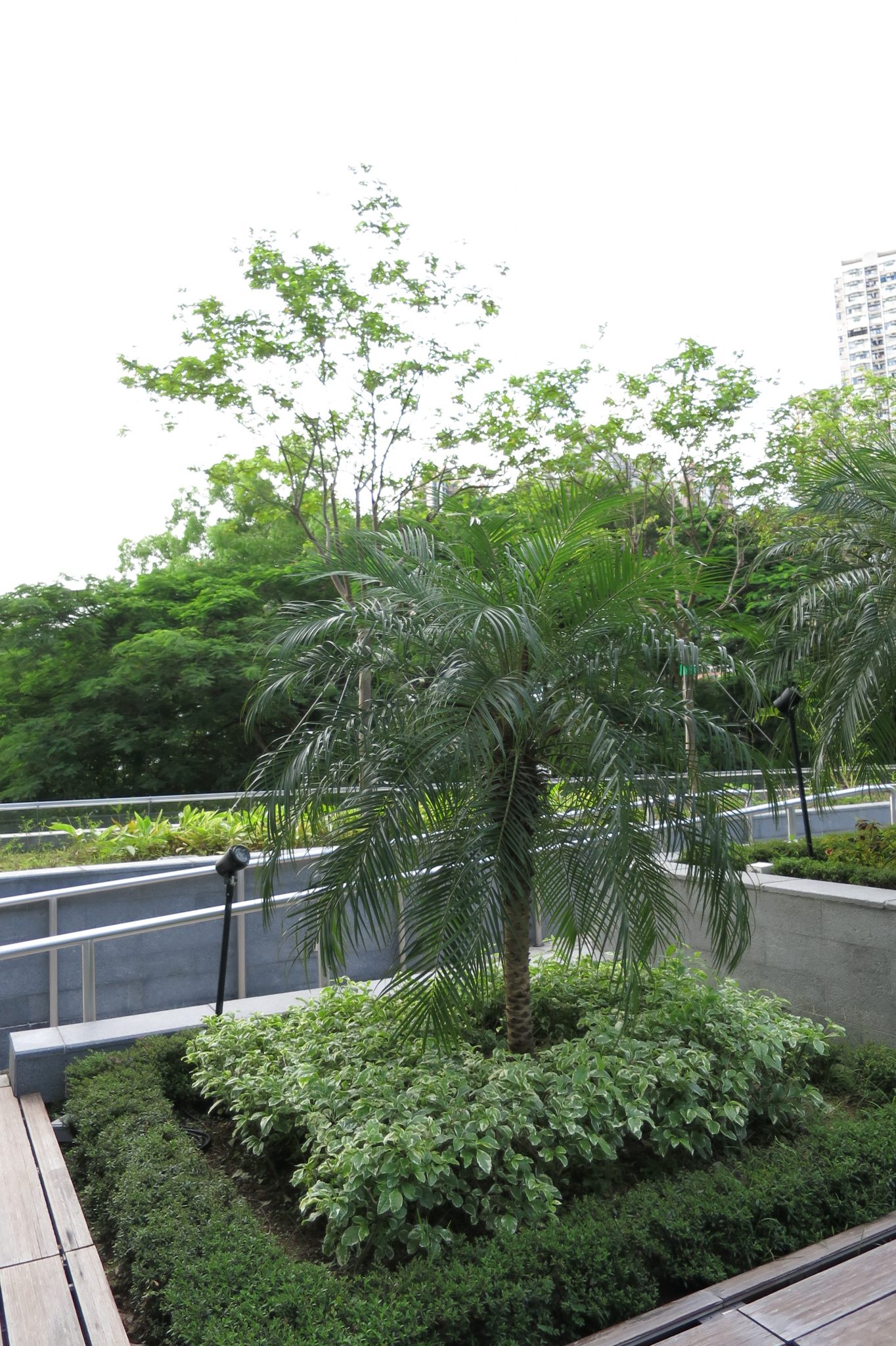 Phoenix roebelenii – S011 – AAAO