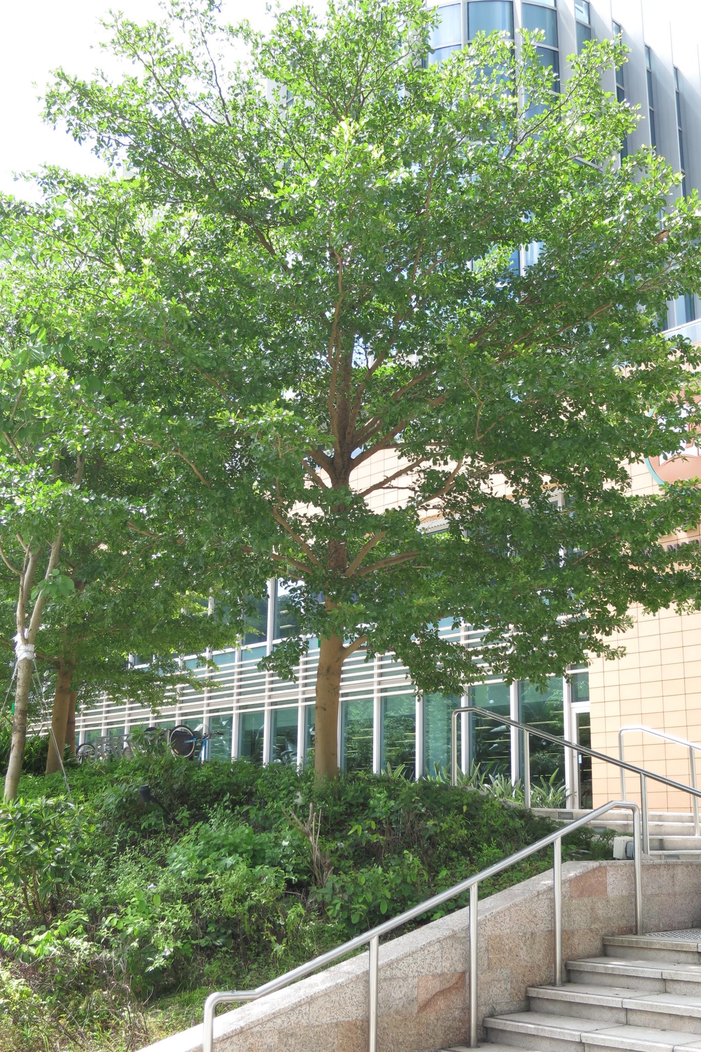 Terminalia mantaly – T007 – AAAO