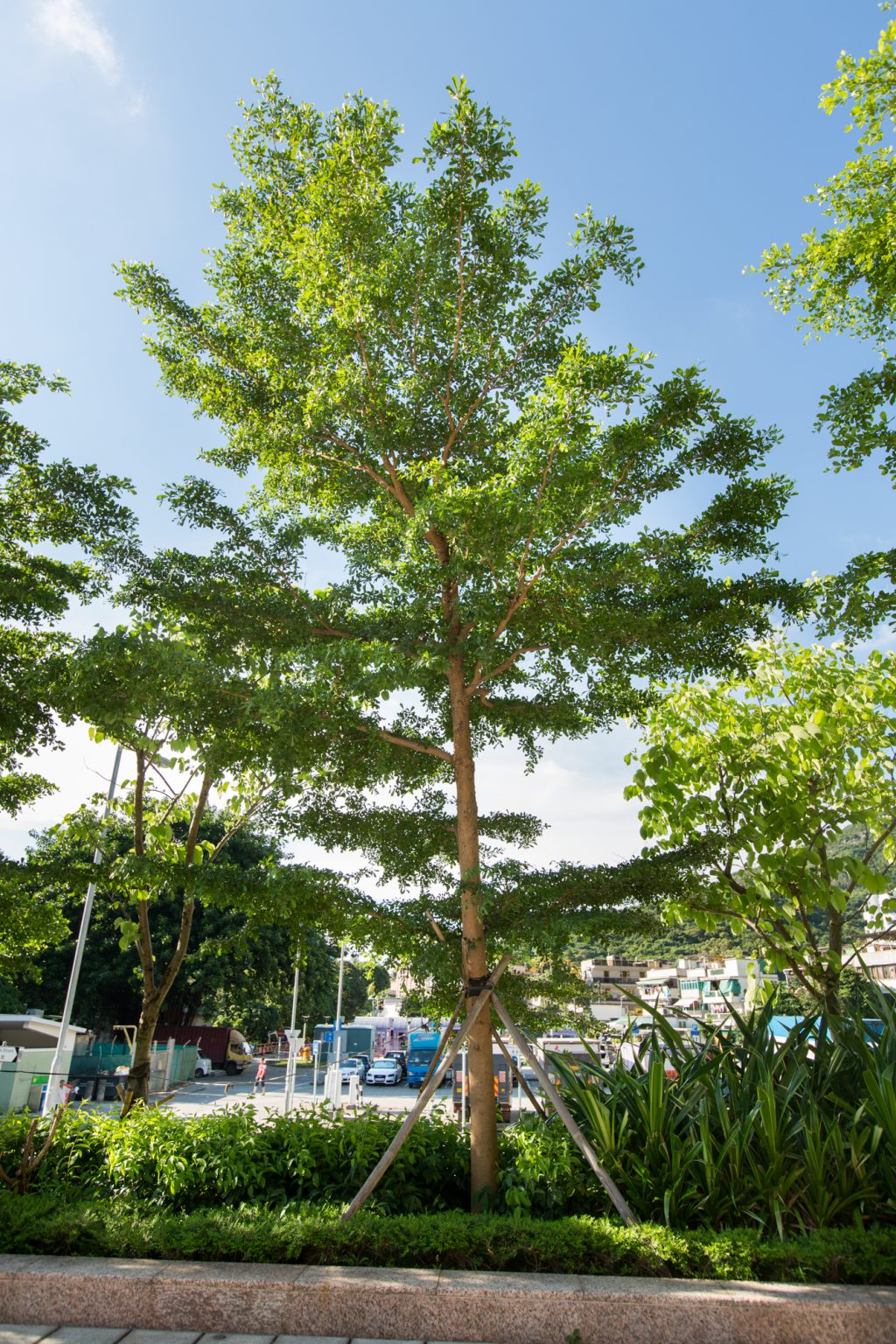 Terminalia mantaly – T008 – AAAO